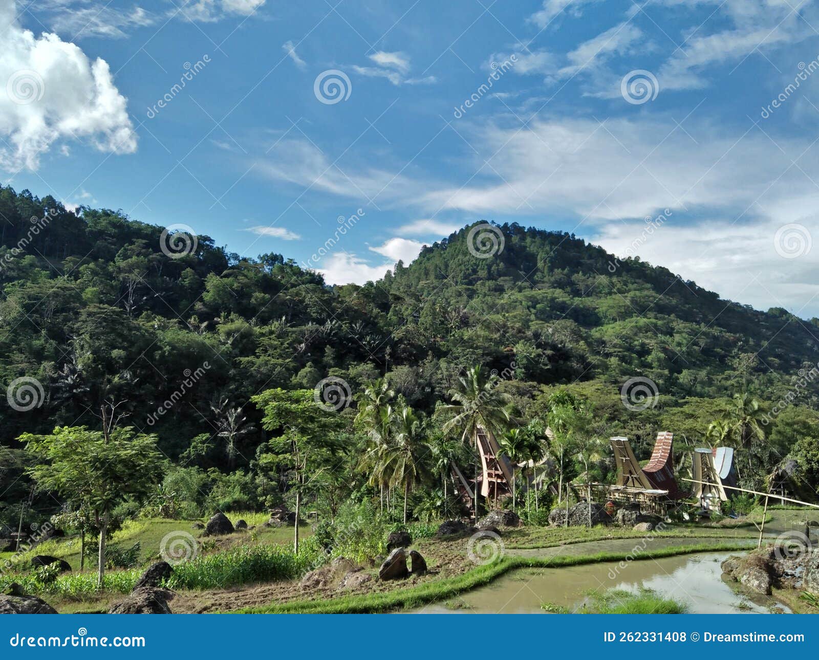Beautiful Fores at Toraja South Sulawesi Stock Photo - Image of ...