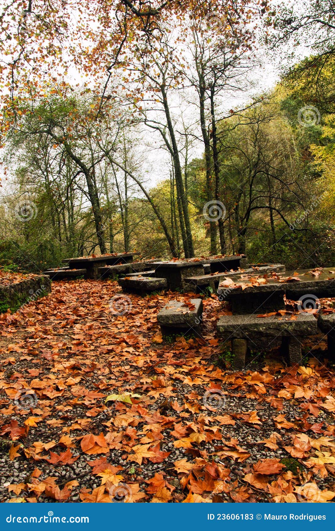 Beautiful forest area stock image. Image of freshness - 23606183
