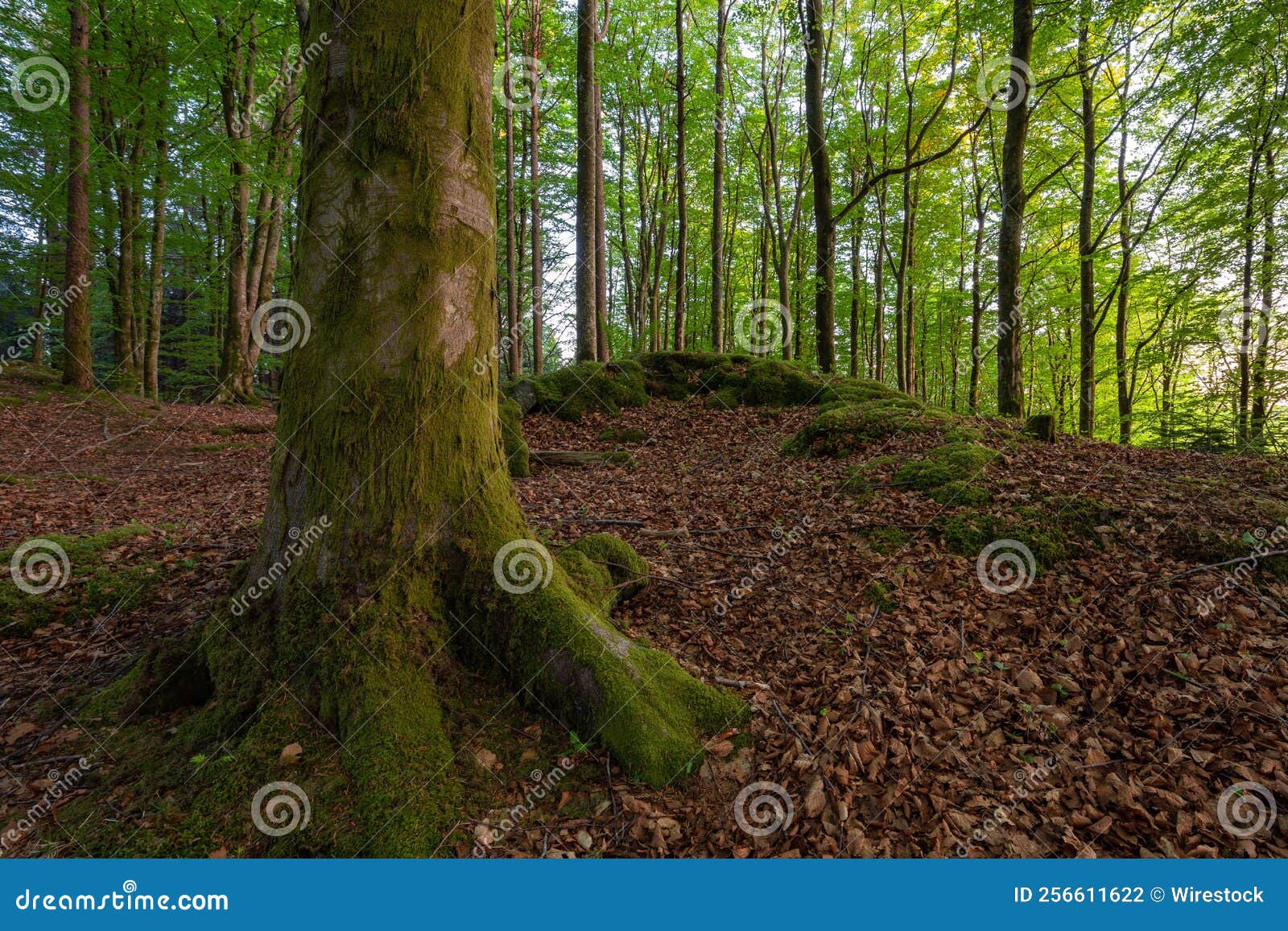 Beautiful Forest Area with Mossy Trees Stock Photo - Image of landscape ...