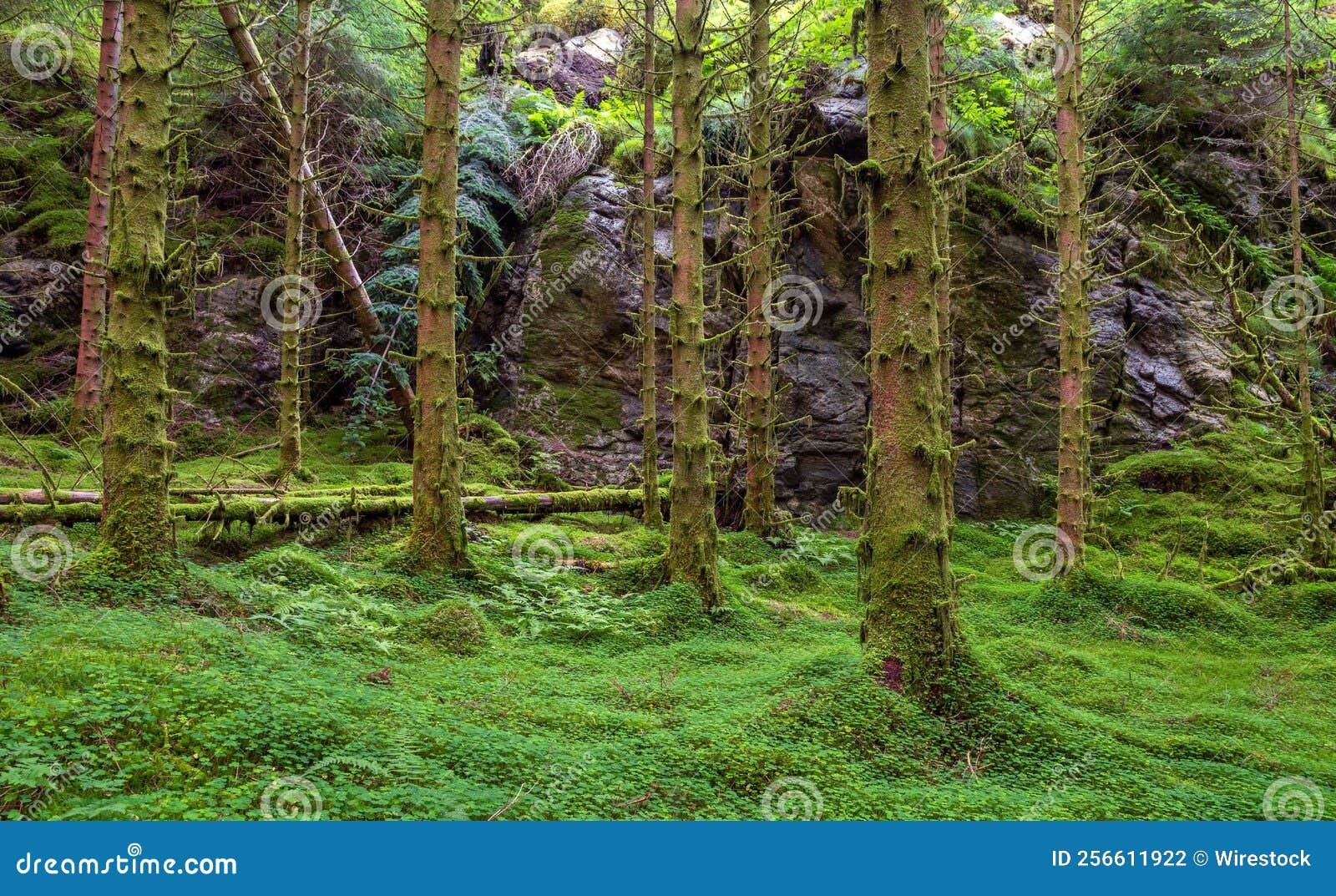 Beautiful Forest Area with Mossy Trees Stock Photo - Image of water ...