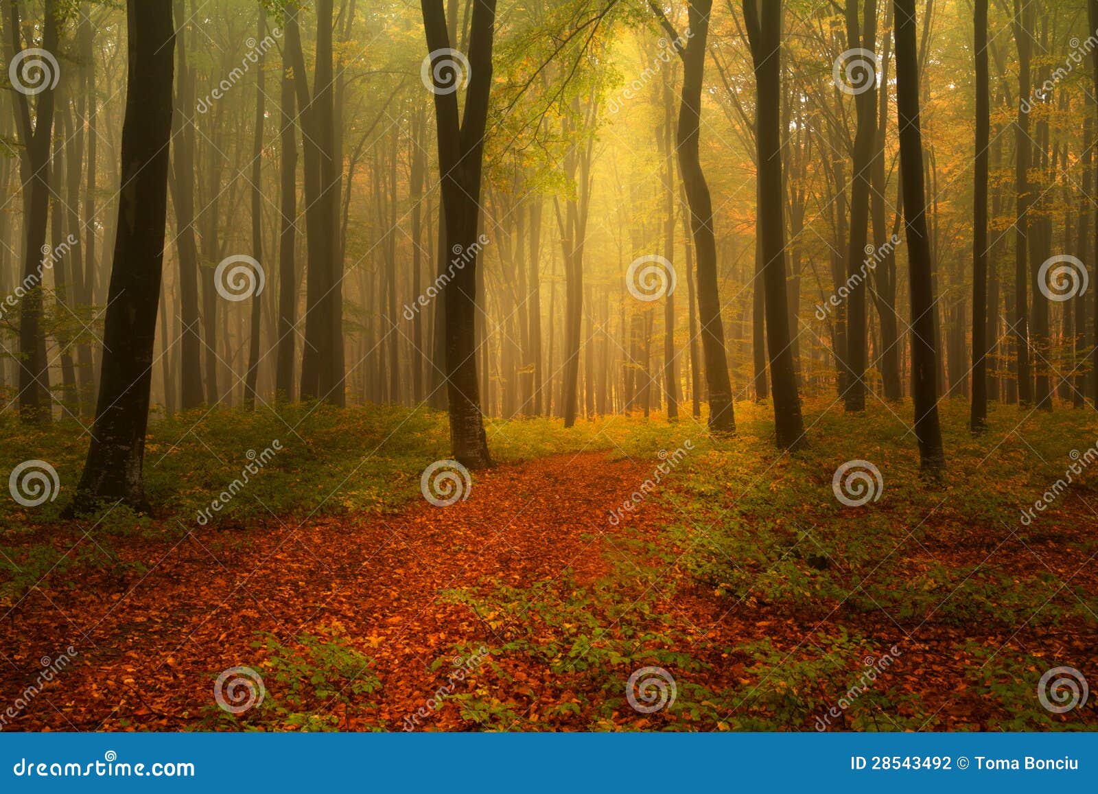 Beautiful Forest during Autumn Stock Photo - Image of early, grass ...
