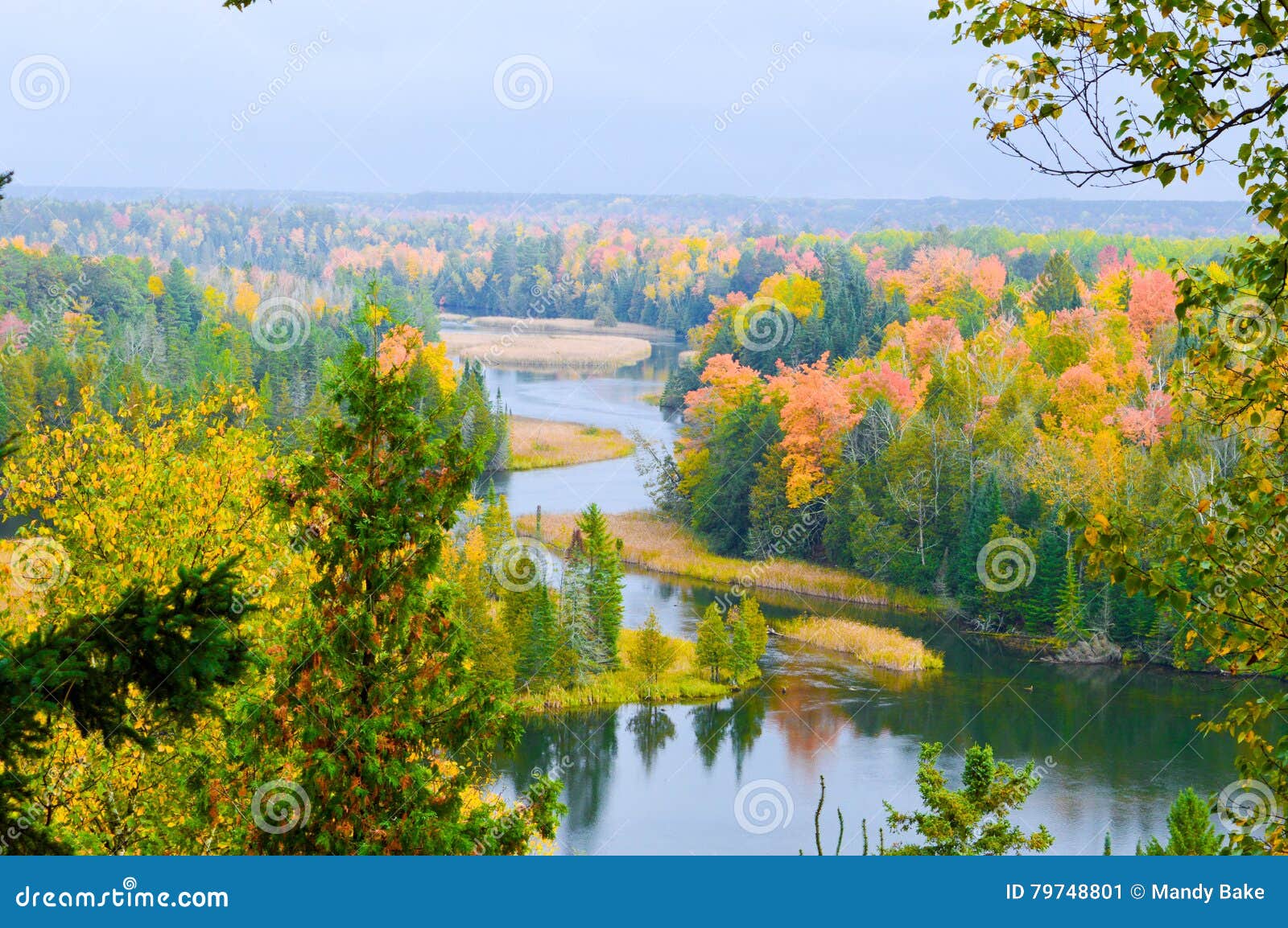 Beautiful forest in Autumn stock image. Image of scene - 79748801