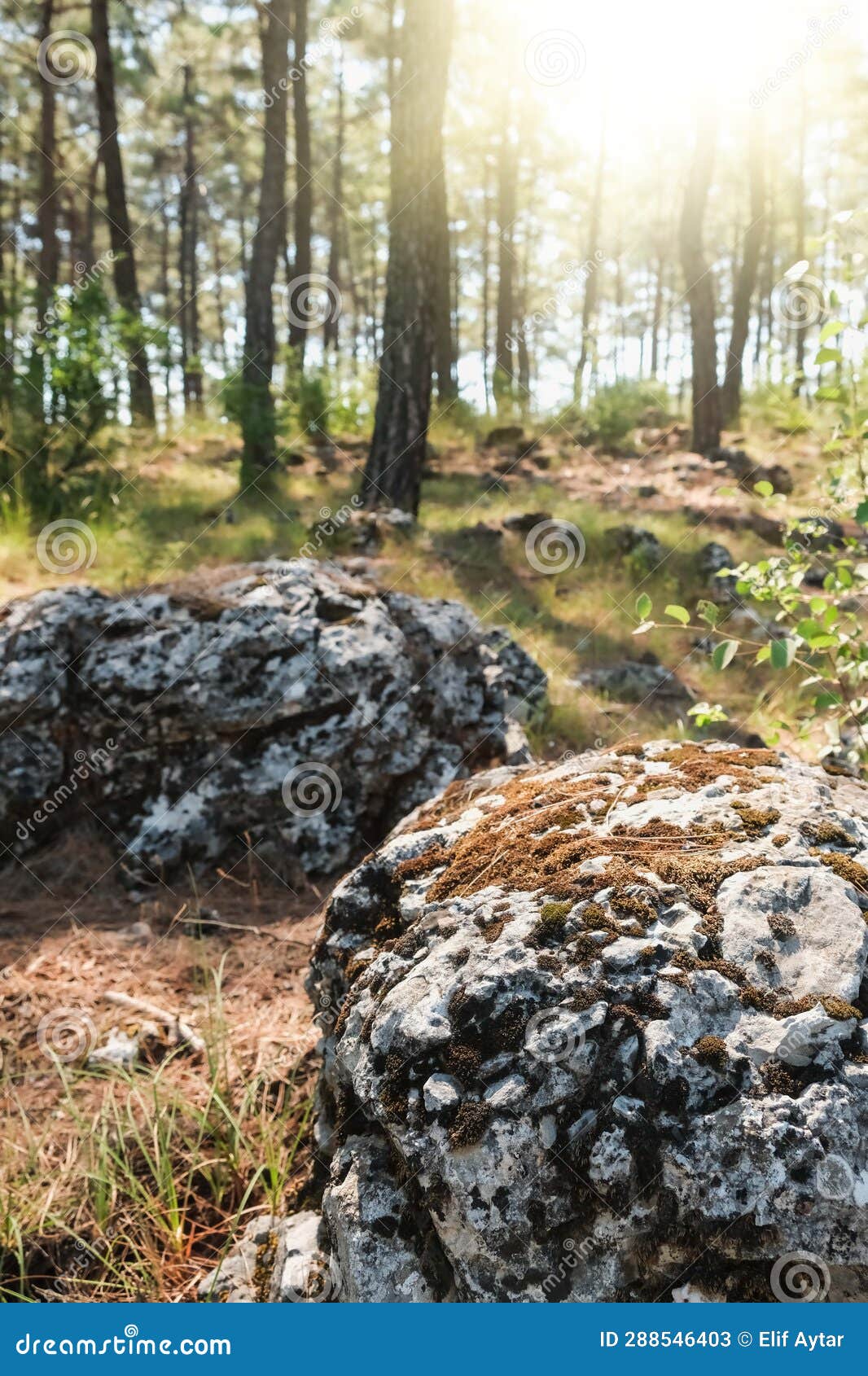 Beautiful Forest Background with Sun Rays. Natural Scene Stock Image ...