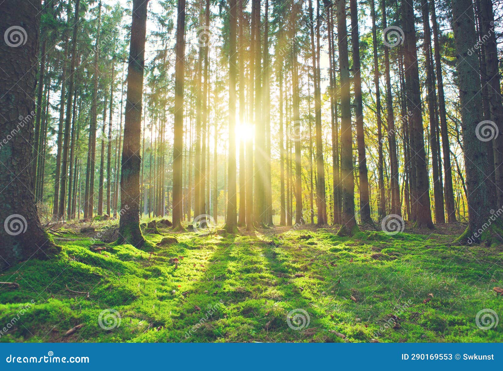 Summer Forest with Bright Sun Shining through the Trees. Stock Image ...