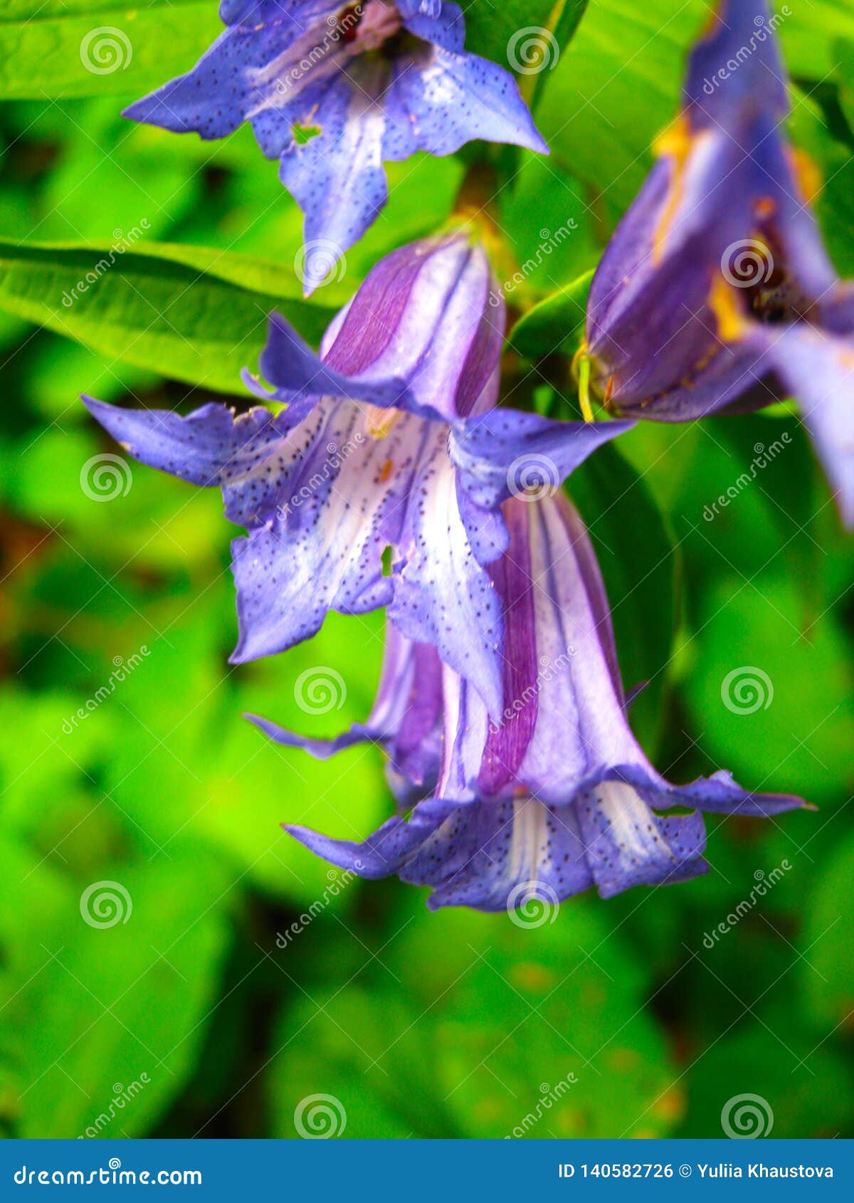 Beautiful Forest Blue Flowers in the Field Close Up Stock Photo - Image ...