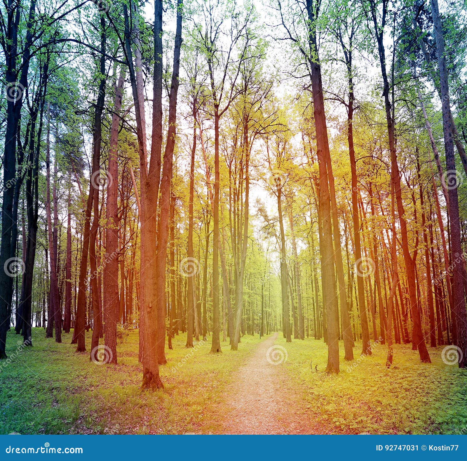 Beautiful Forest of Blue Sky Stock Image - Image of environment ...