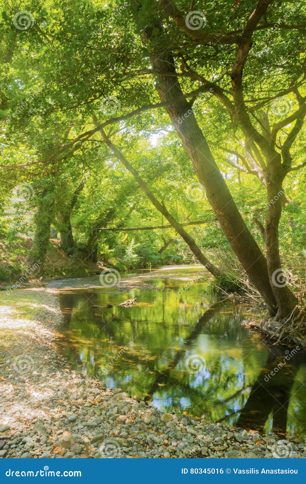 Beautiful Forest with a Bridge and a Swamp at Prokopi in Euboea in ...