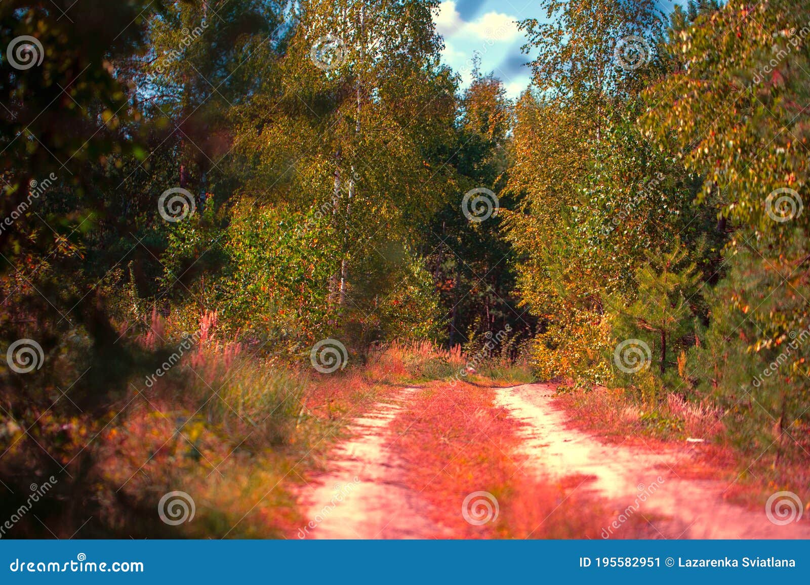 Beautiful Forest with a Bright Path Stock Image - Image of colored ...