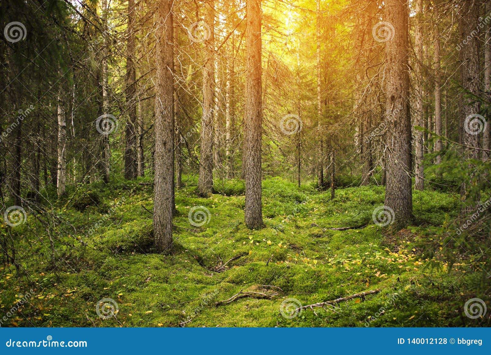 Beautiful Forest with Bright Sun Shining through the Trees Stock Photo ...