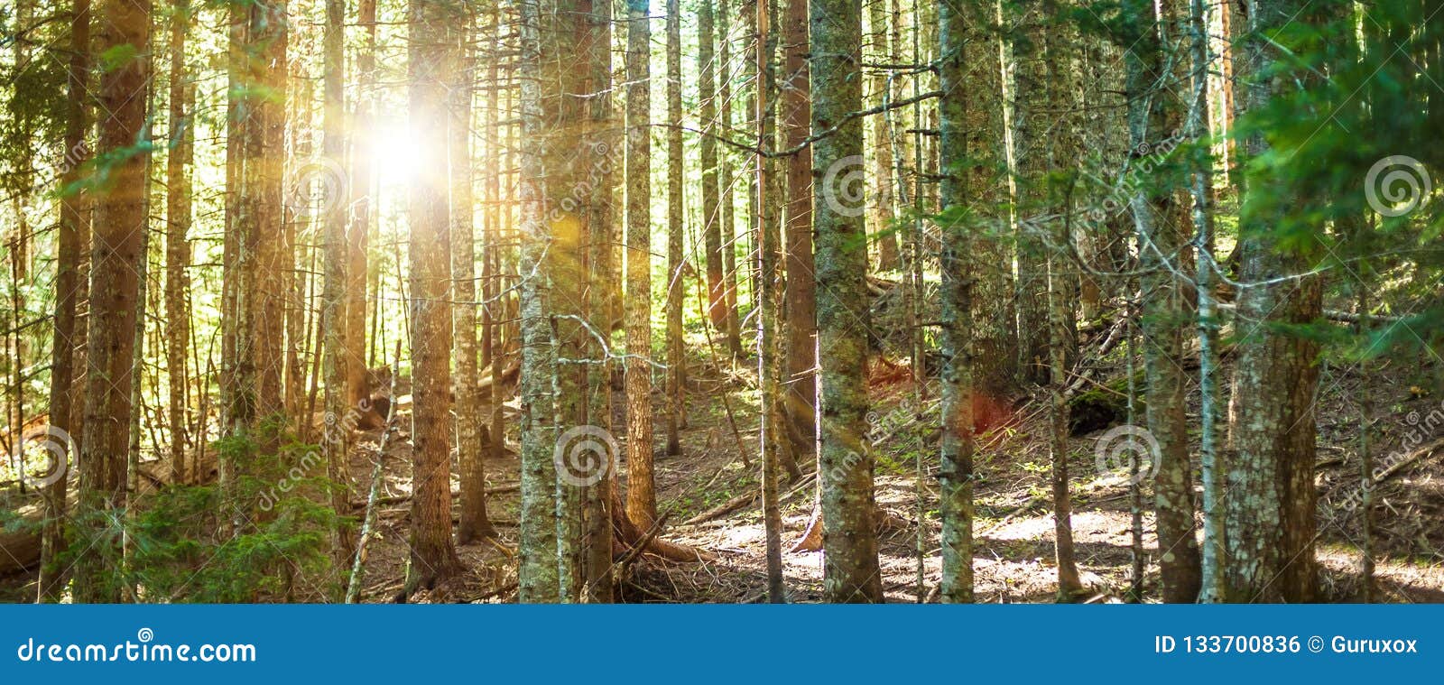 Beautiful Forest with Bright Sun Shining through the Trees Stock Photo ...