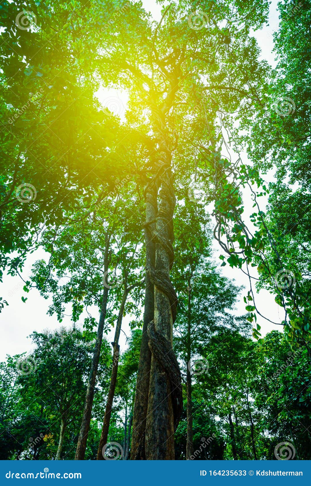 Beautiful Forest with Bright Sun Shining through the Trees in a Sunny ...