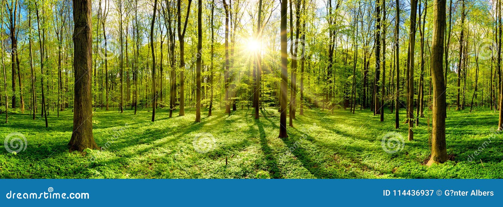 Beautiful Forest with Bright Sun Stock Image - Image of forest, foliage ...