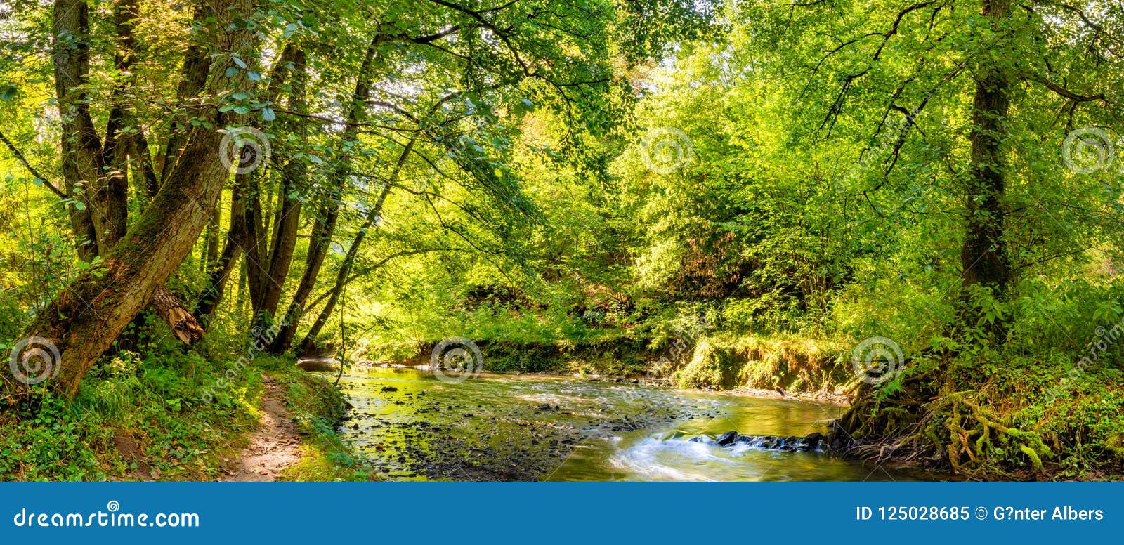 Forest with brook stock image. Image of enchanting, tranquility - 125028685