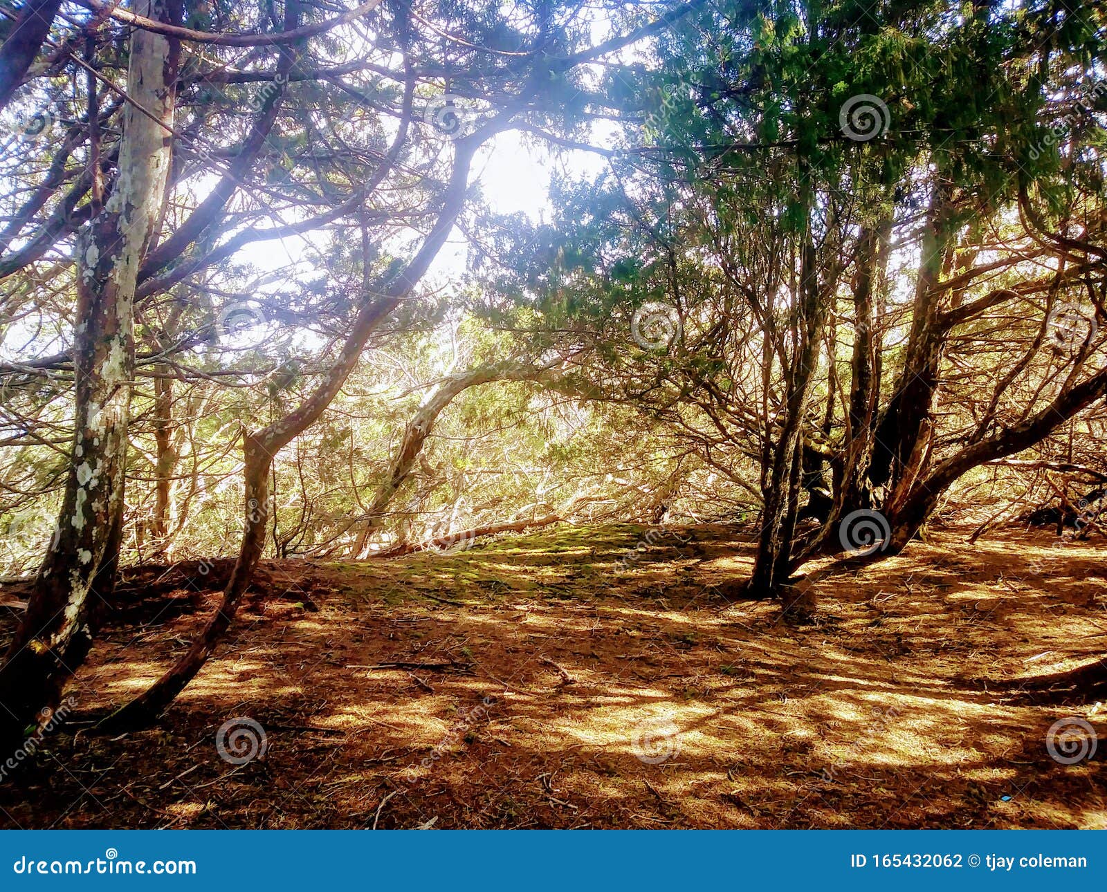 Beautiful Forest Canopy with a Natural Glow Stock Photo - Image of ...