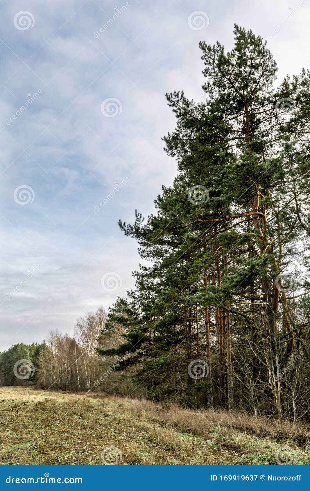 Beautiful Forest on the Cliff Edge. Blue Sky and Clouds Stock Image ...