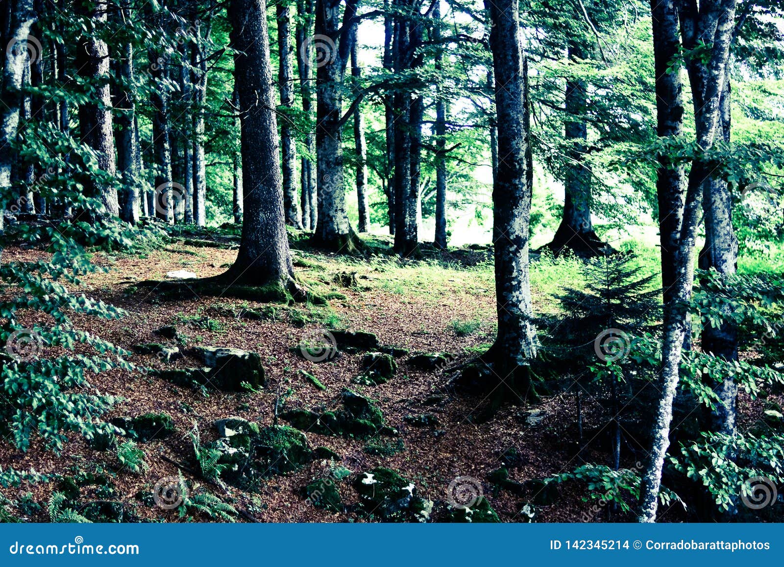 A Beautiful Forest with the Colors of Spring Stock Photo - Image of ...