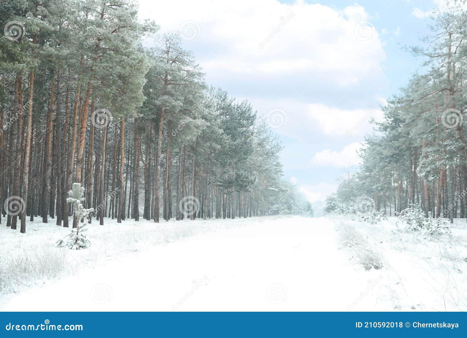 Beautiful Forest Covered with Snow in Winter Stock Photo - Image of ...