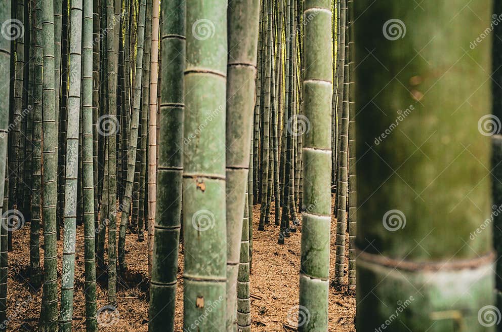 Beautiful Forest Densely Covered with Tall Stems of Bamboo Stock Photo ...