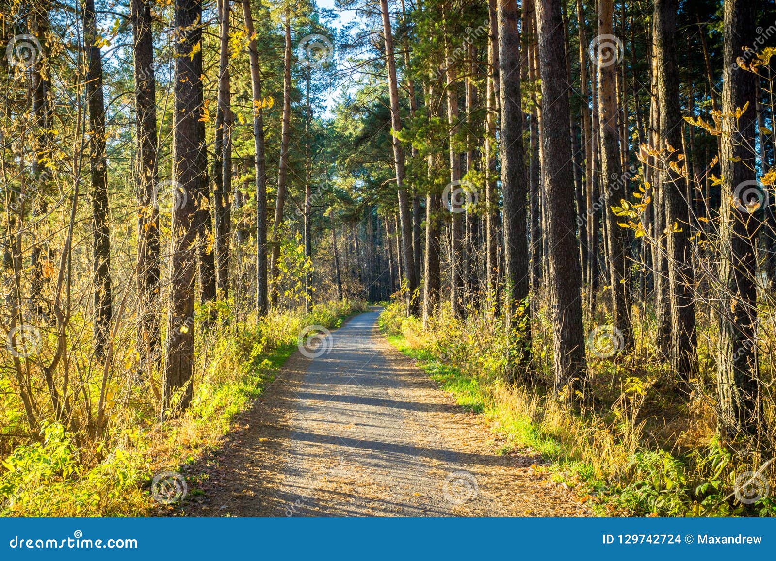 Beautiful forest with road stock photo. Image of adventure - 129742724