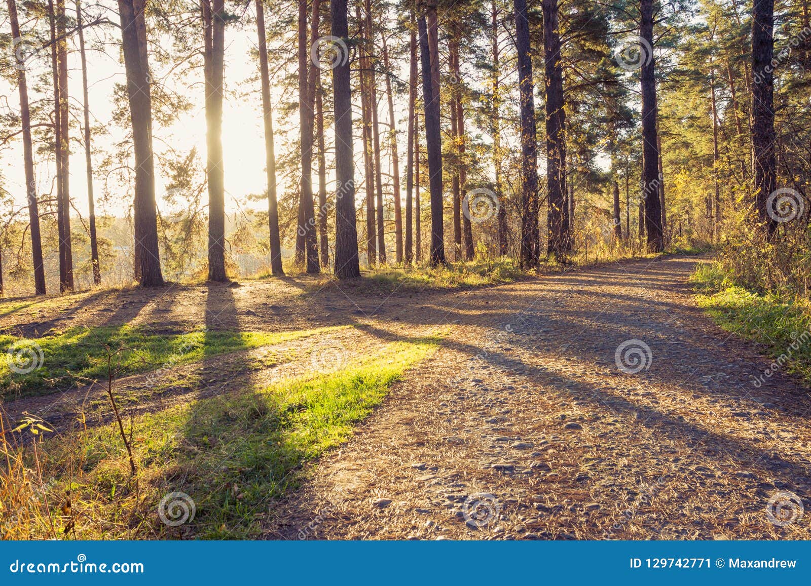 Beautiful forest with road stock image. Image of road - 129742771