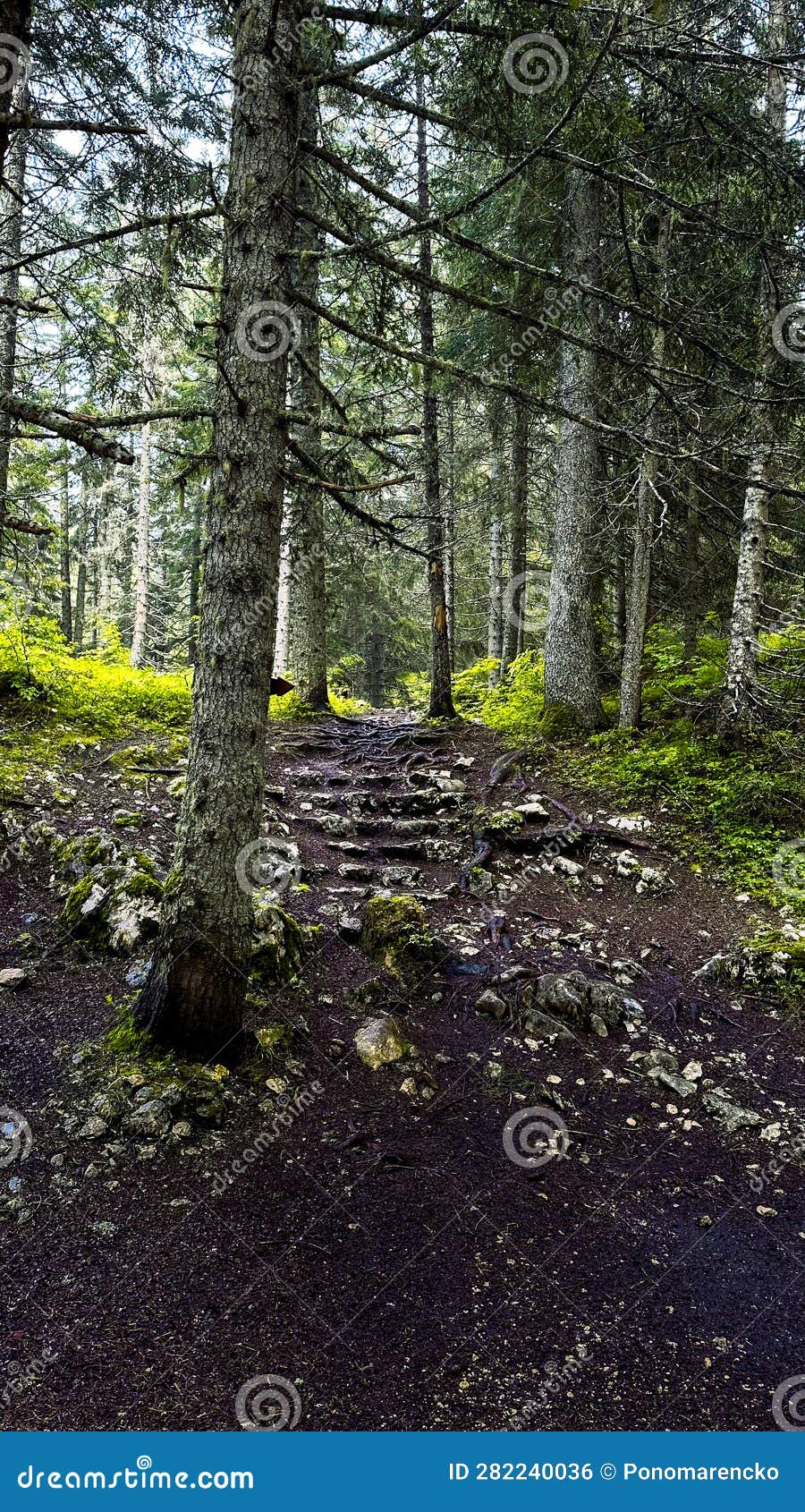 Beautiful Forest with Different Trees Stock Photo - Image of background ...