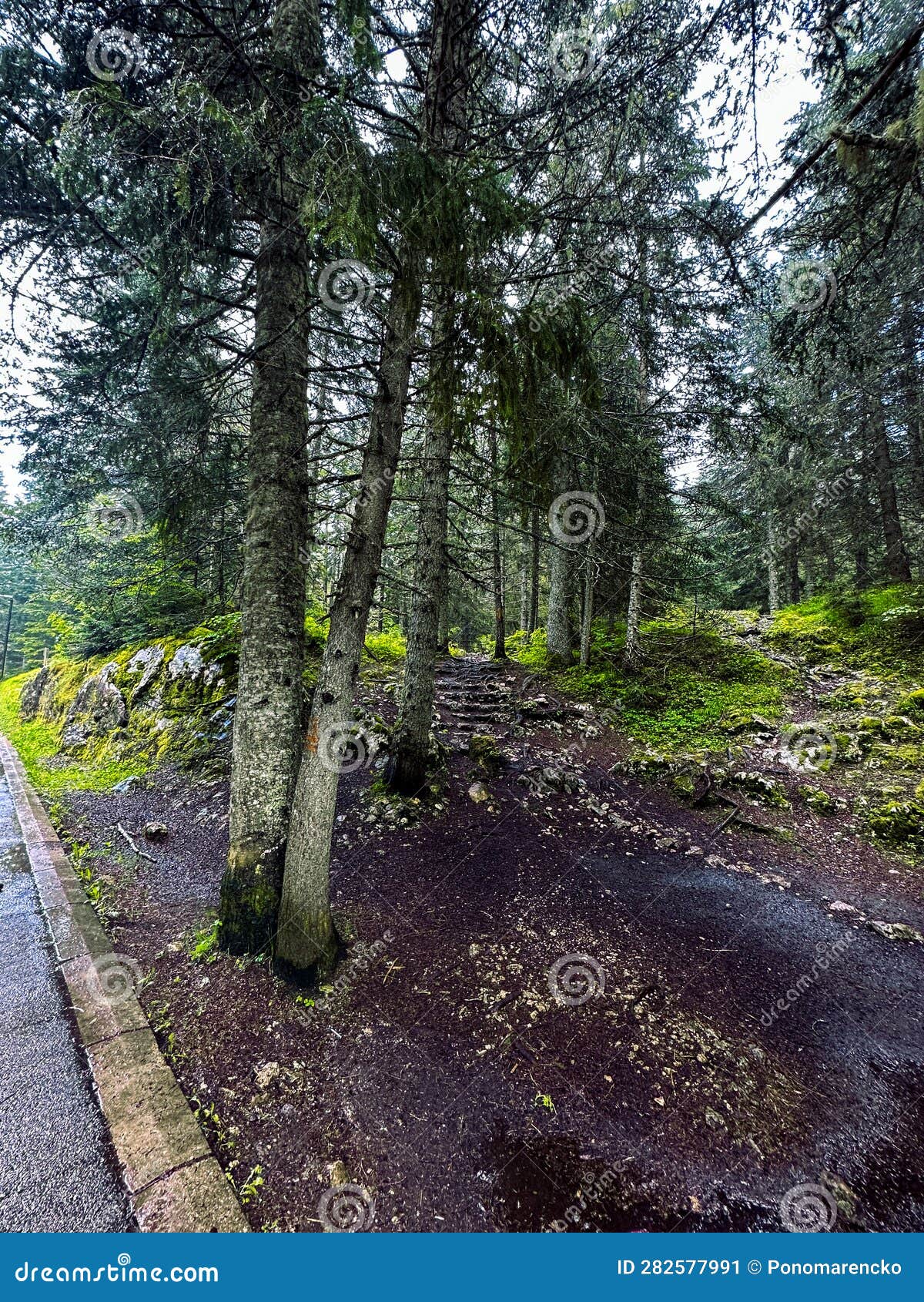 Beautiful Forest with Different Trees Stock Image - Image of beauty ...