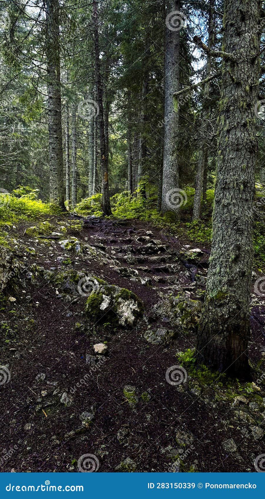 Beautiful Forest with Different Trees Stock Image - Image of place ...