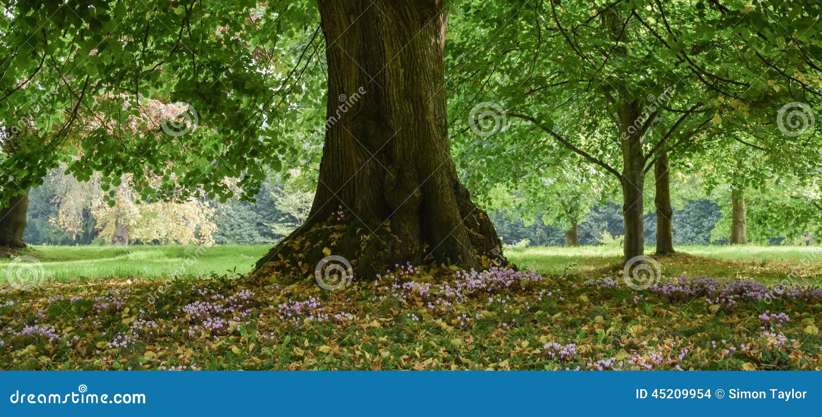 A beautiful forest floor stock photo. Image of earth - 45209954