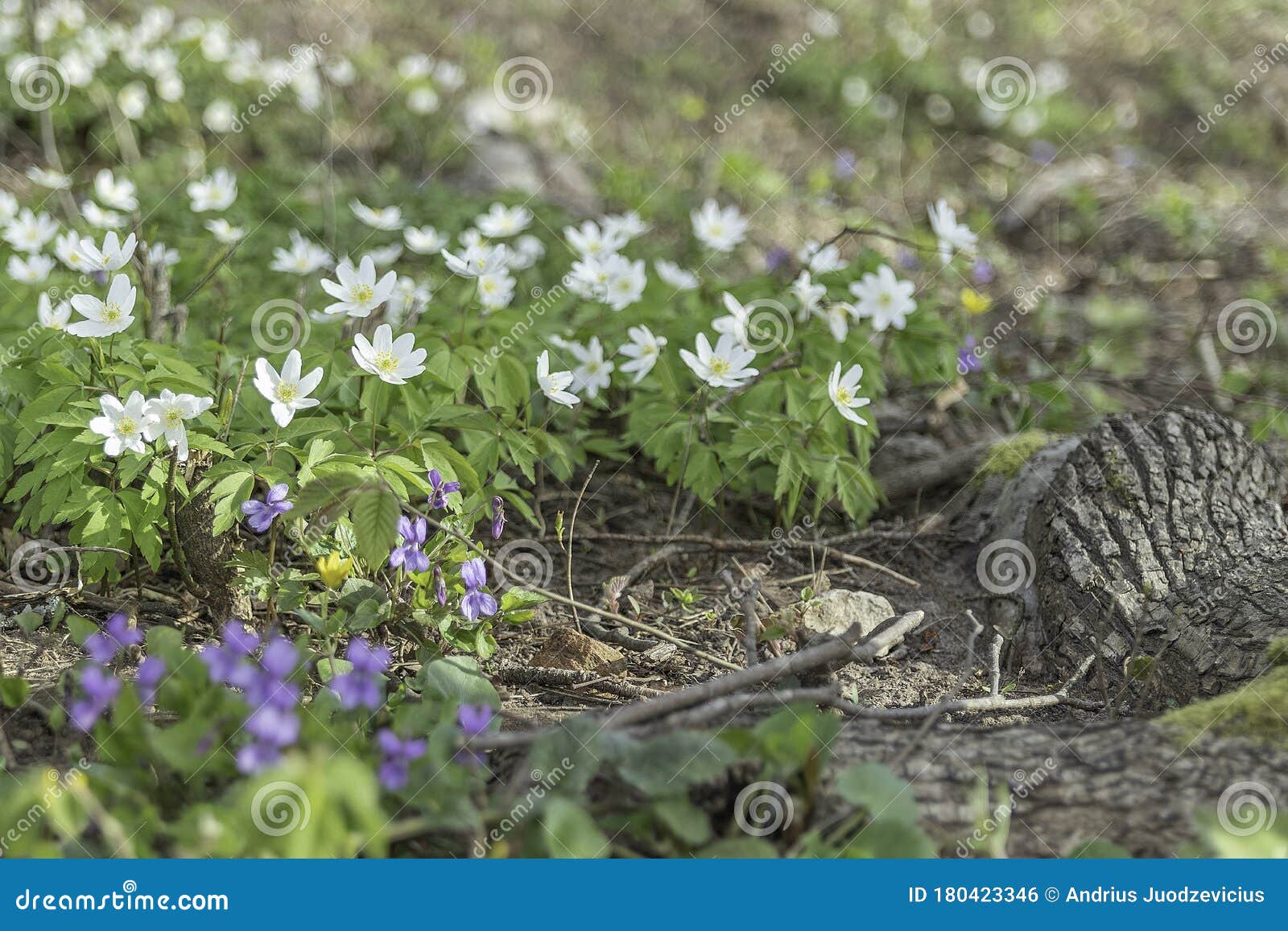 Beautiful Forest Flowers in Spring Stock Photo - Image of blue, nature ...