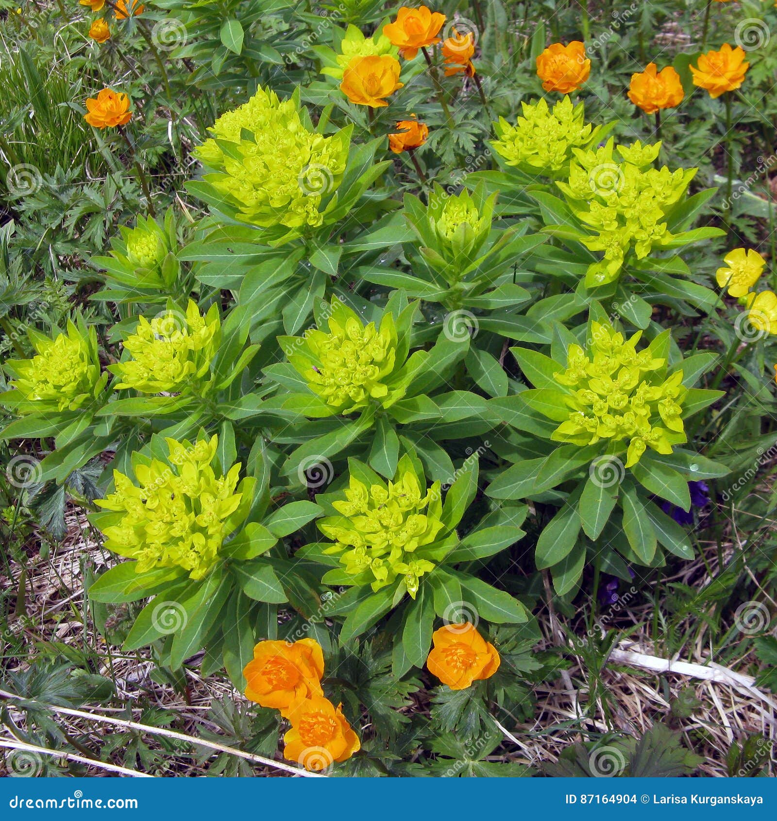 Beautiful forest flowers stock photo. Image of leaf, flora - 87164904