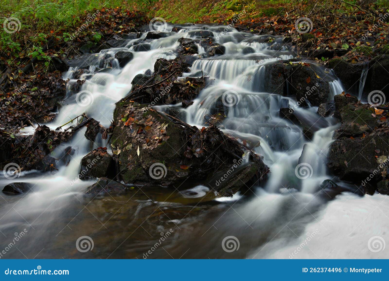 Beautiful Forest with Flowing Water in the Stream. Concept for Nature ...