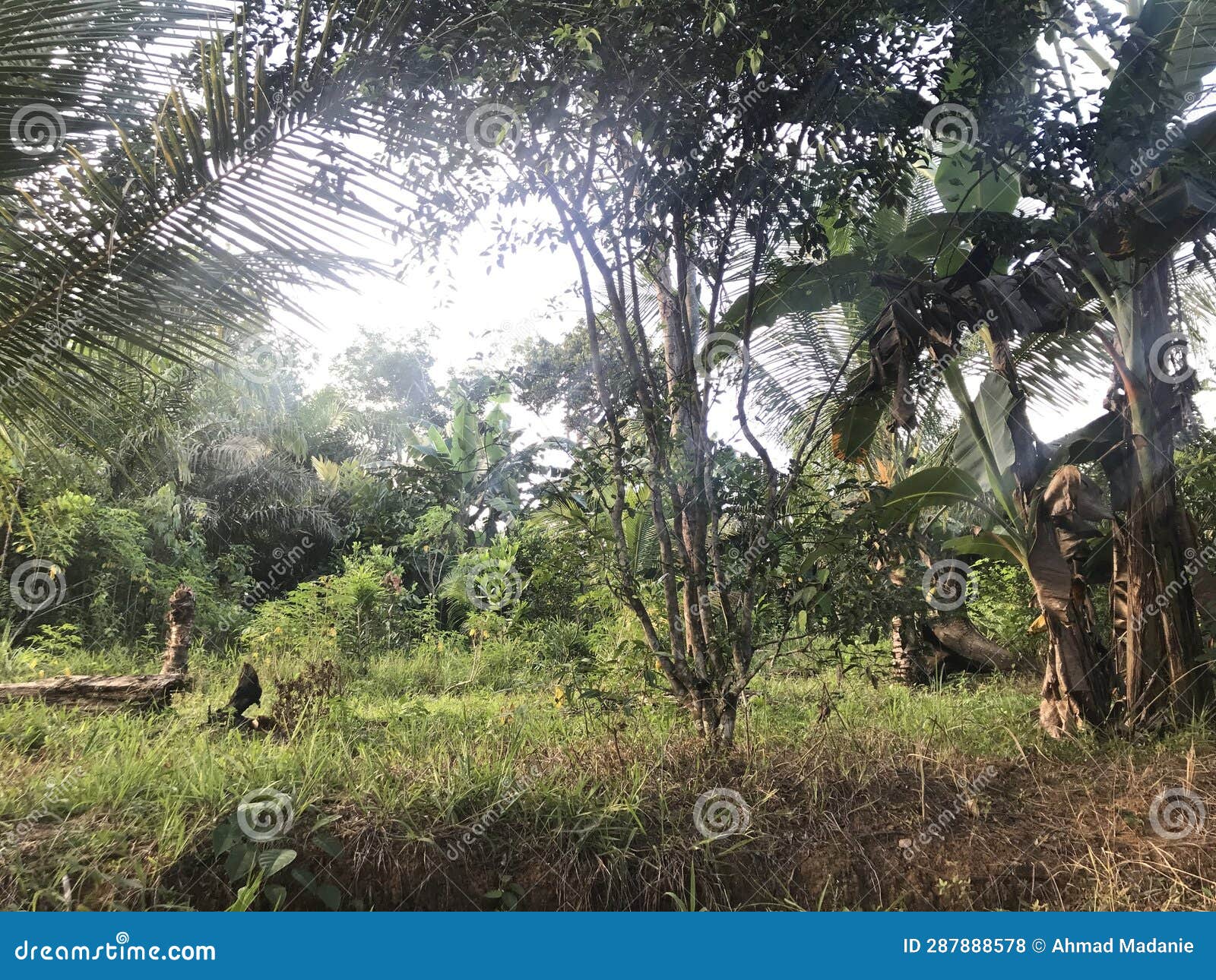 Beautiful Forest with Fresh and Natural Trees . Beautiful Nature ...