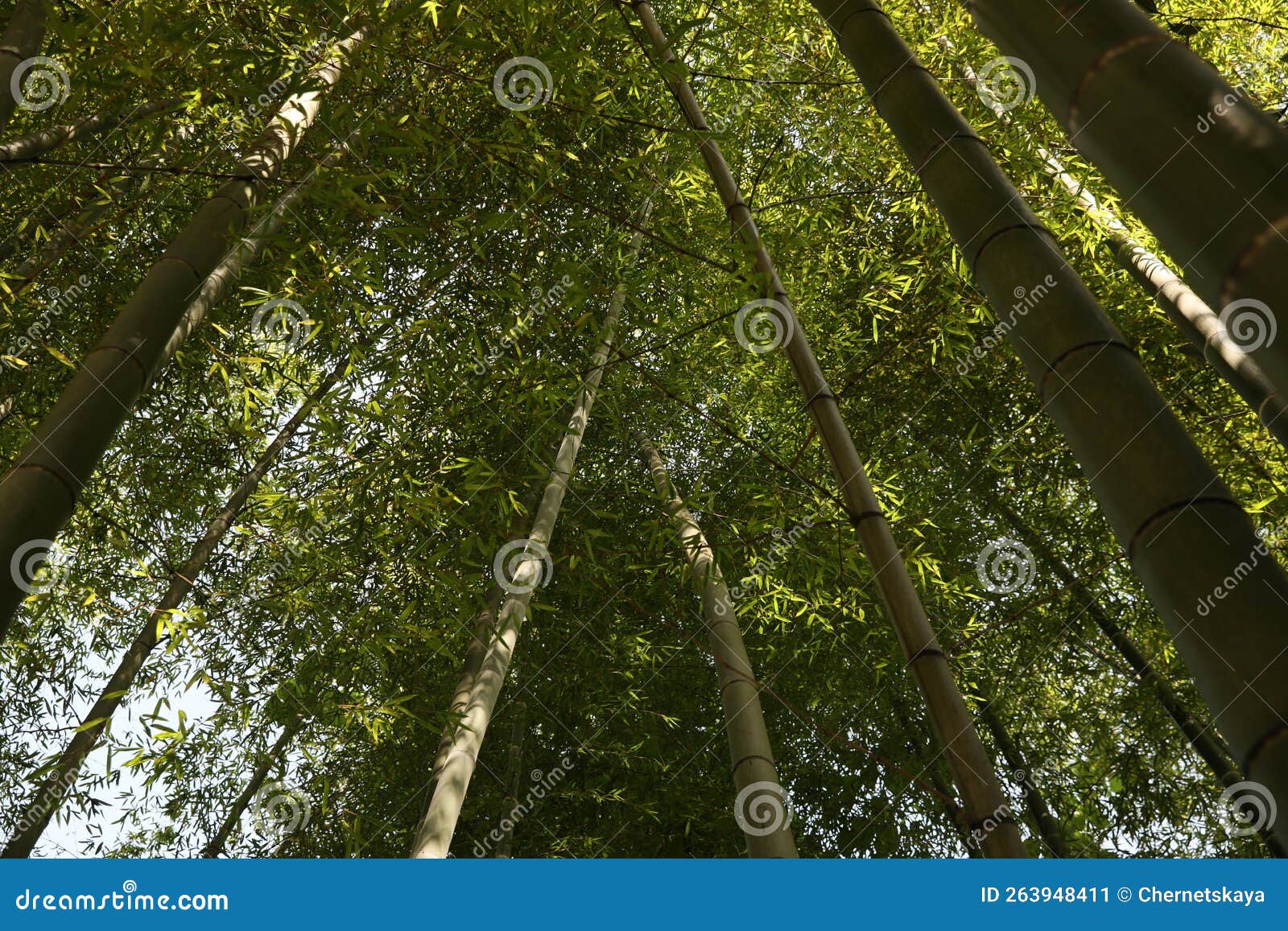 Beautiful Forest of Green Bamboo, Bottom View Stock Image - Image of ...