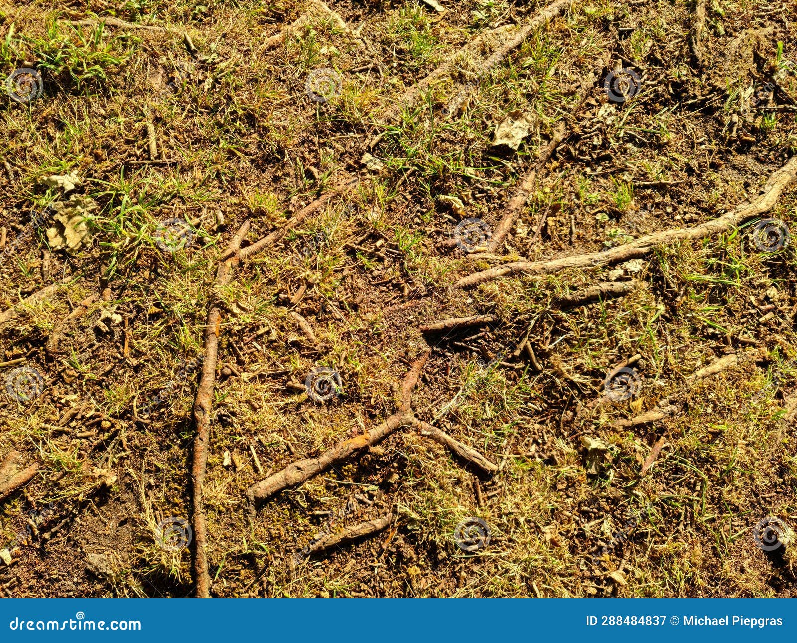 Beautiful Forest Ground Texture Close Up Stock Image - Image of pine ...