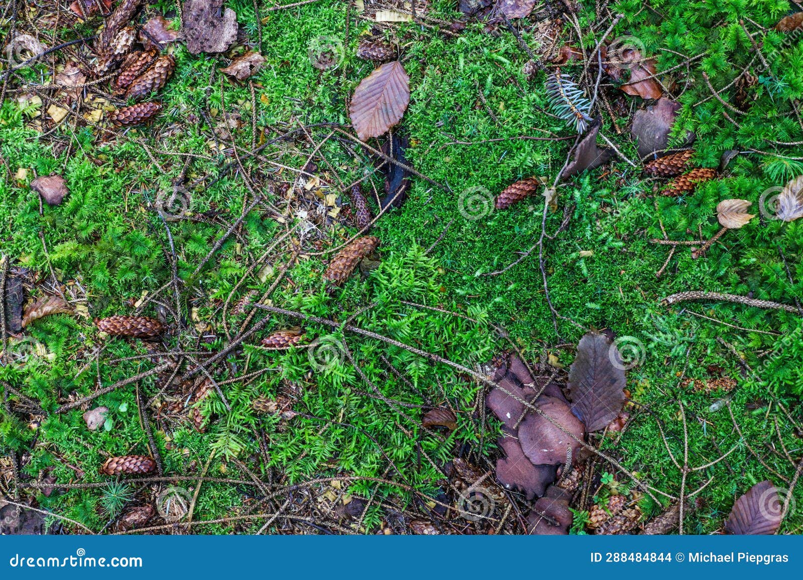 Beautiful Forest Ground Texture Close Up Stock Photo - Image of macro ...