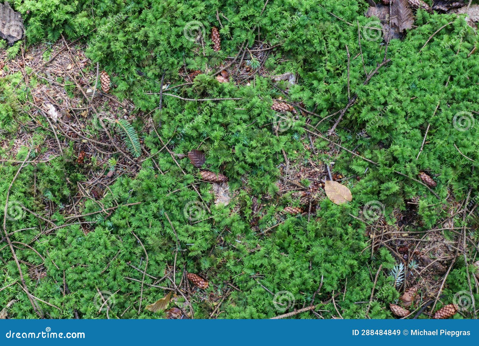 Beautiful Forest Ground Texture Close Up Stock Image - Image of forest ...