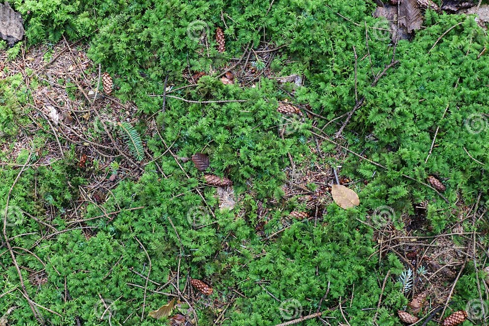 Beautiful Forest Ground Texture Close Up Stock Image - Image of forest ...