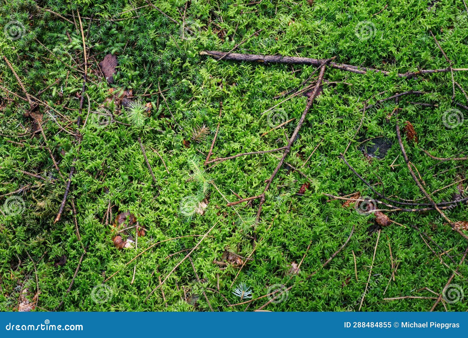 Beautiful Forest Ground Texture Close Up Stock Image - Image of autumn ...