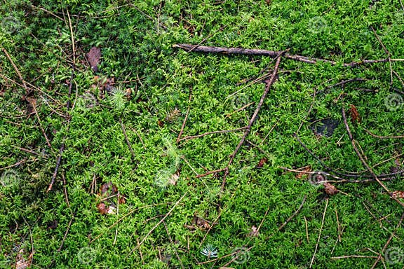 Beautiful Forest Ground Texture Close Up Stock Image - Image of autumn ...