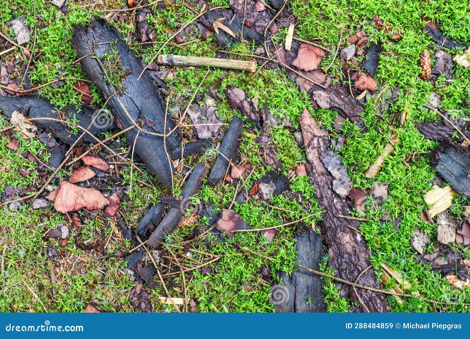 Beautiful Forest Ground Texture Close Up Stock Image - Image of ...