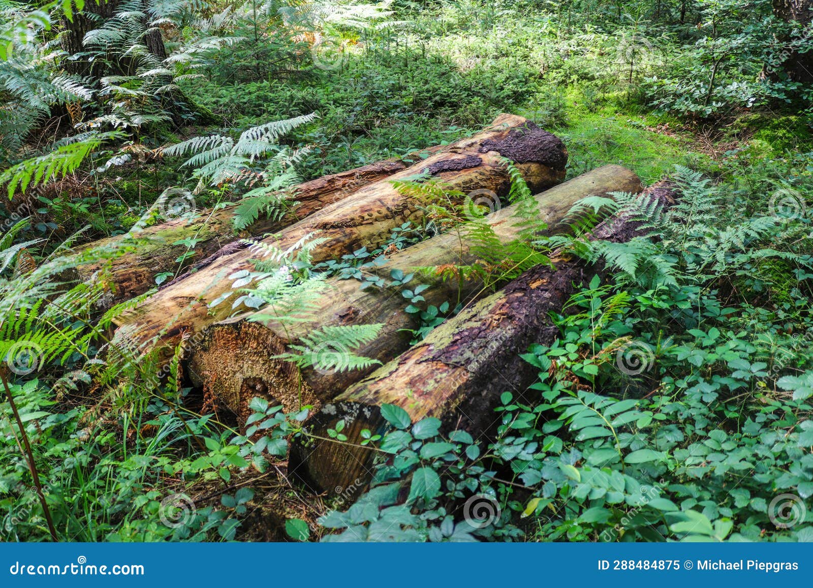 Beautiful Forest Ground Texture Close Up Stock Image - Image of autumn ...