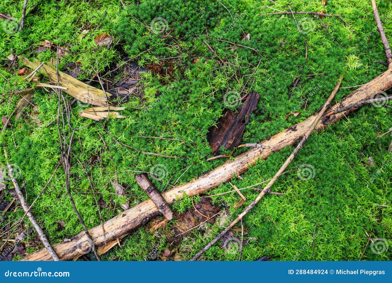 Beautiful Forest Ground Texture Close Up Stock Photo - Image of pine ...