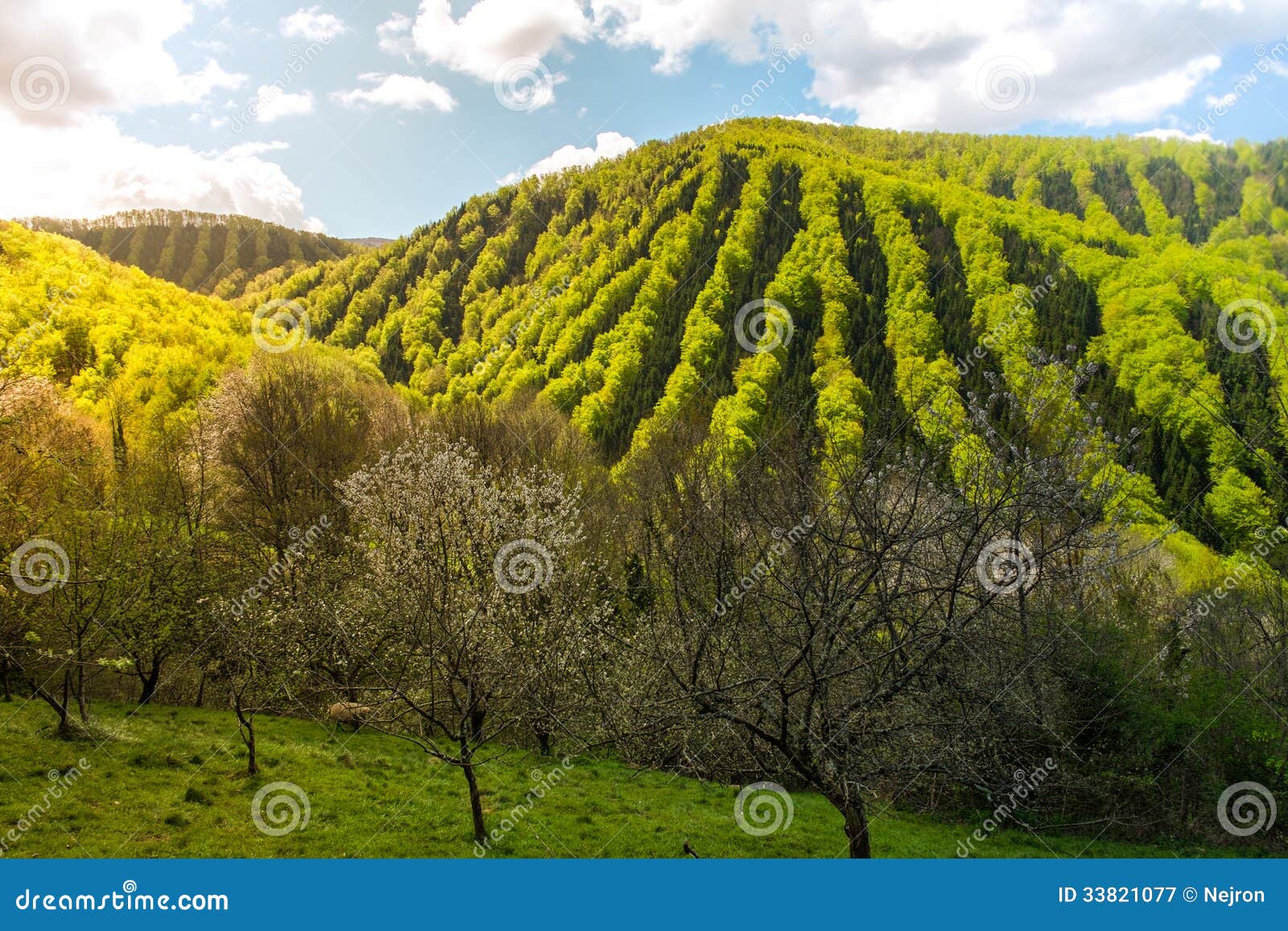 Beautiful forest on a hill stock image. Image of color - 33821077