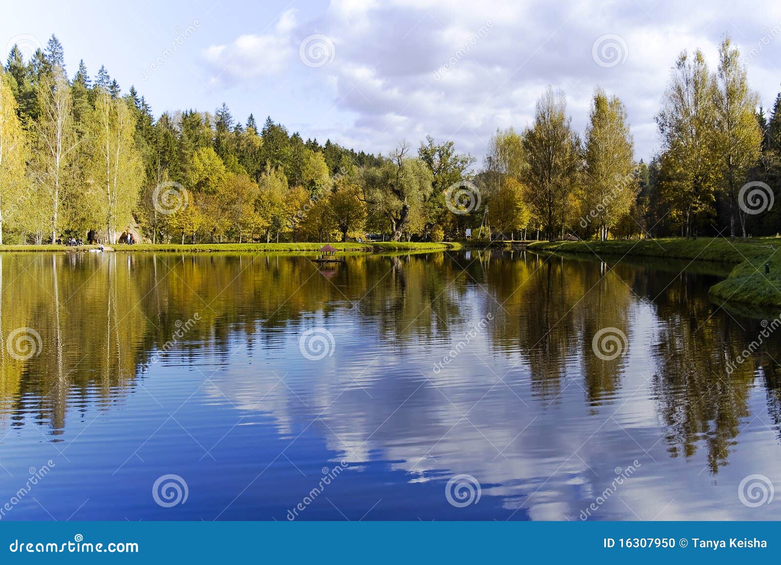 Beautiful forest lake stock photo. Image of bush, environment - 16307950