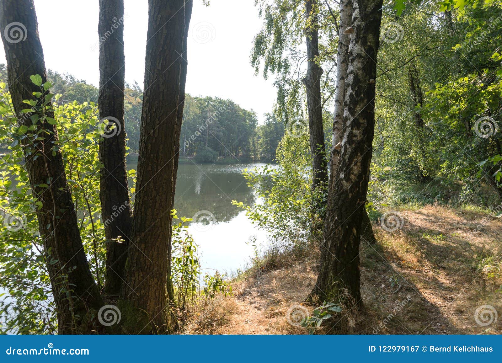 Forest Lake with Reflection of Trees in the Water Stock Image - Image ...