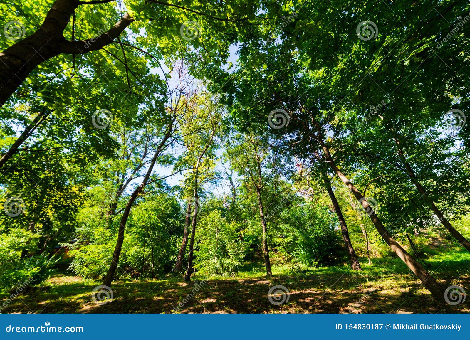 Beautiful Forest Landscape. Glade in the Forest or Park Stock Image ...