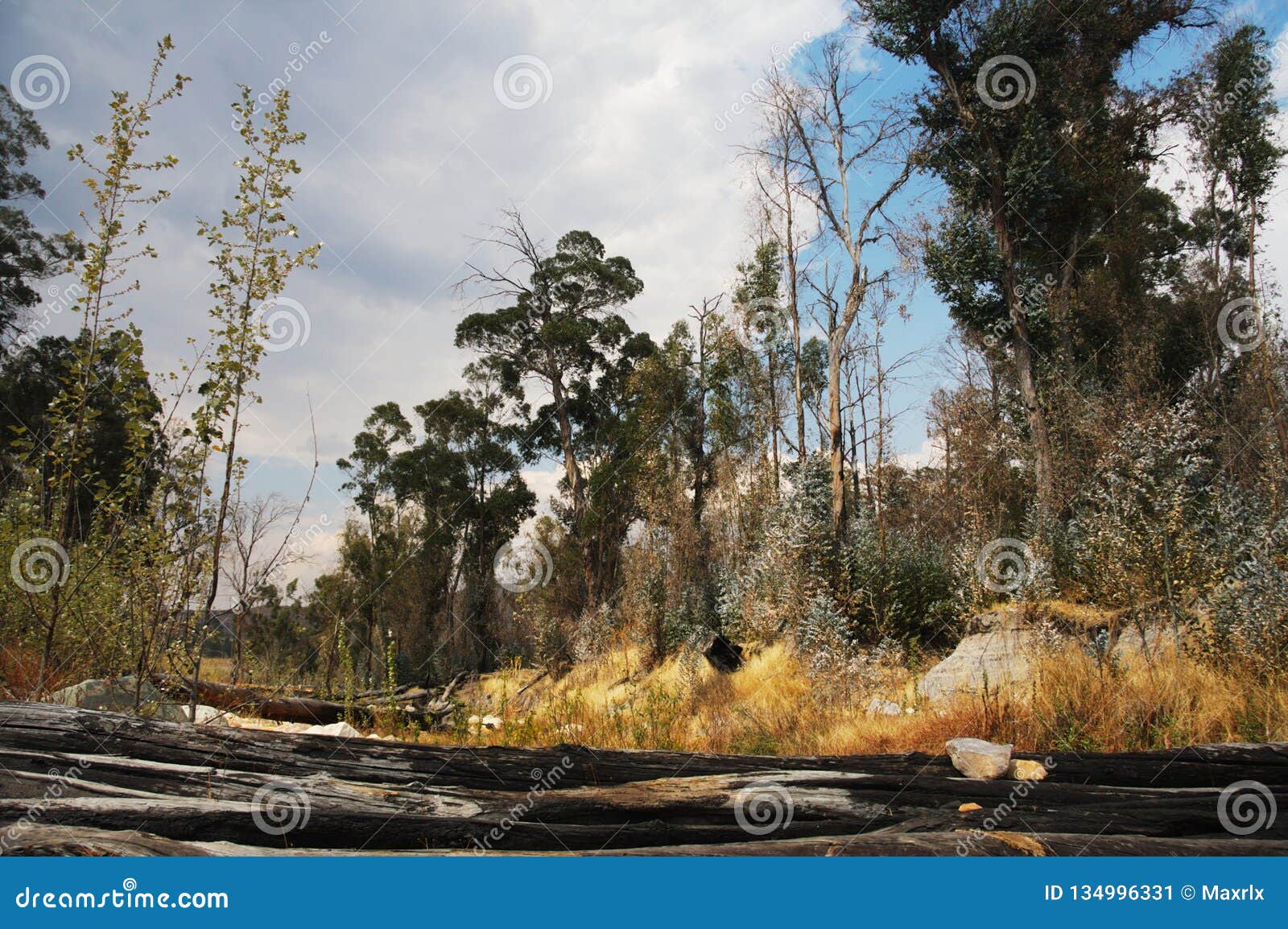 Beautiful Forest Landscape in Huila, Angola Stock Image - Image of ...