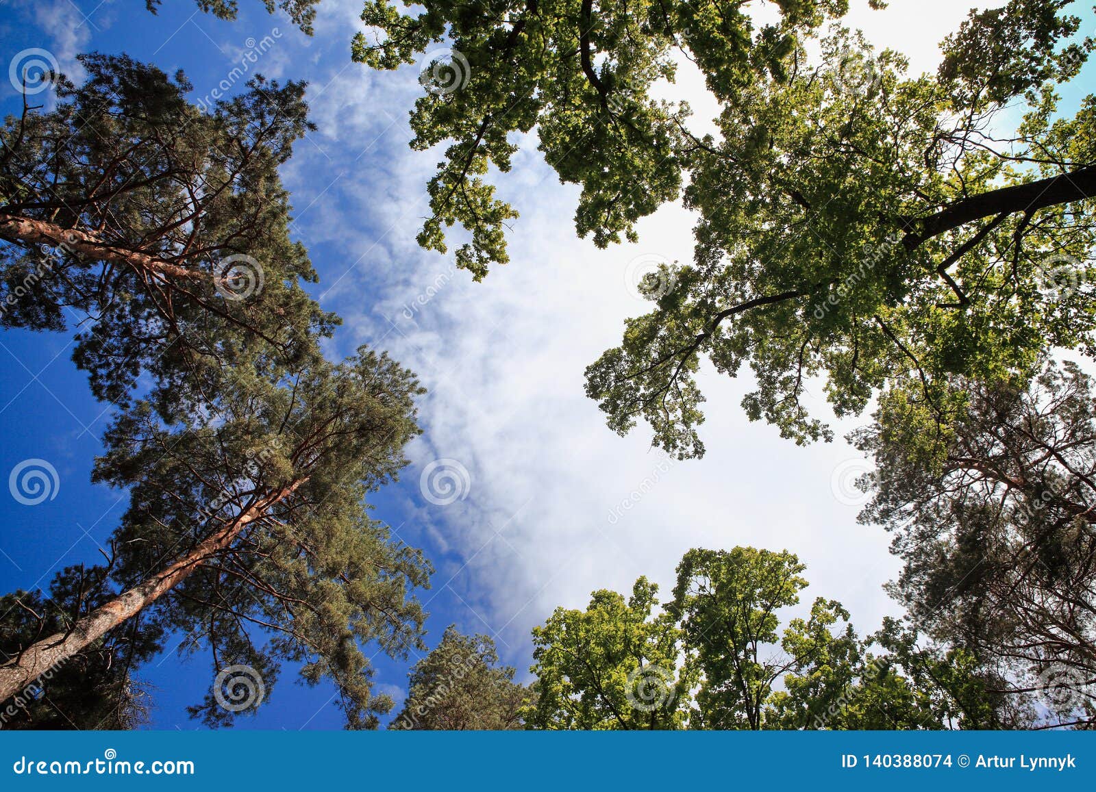 Beautiful Forest Landscape with Magnificent Sky Stock Photo - Image of ...
