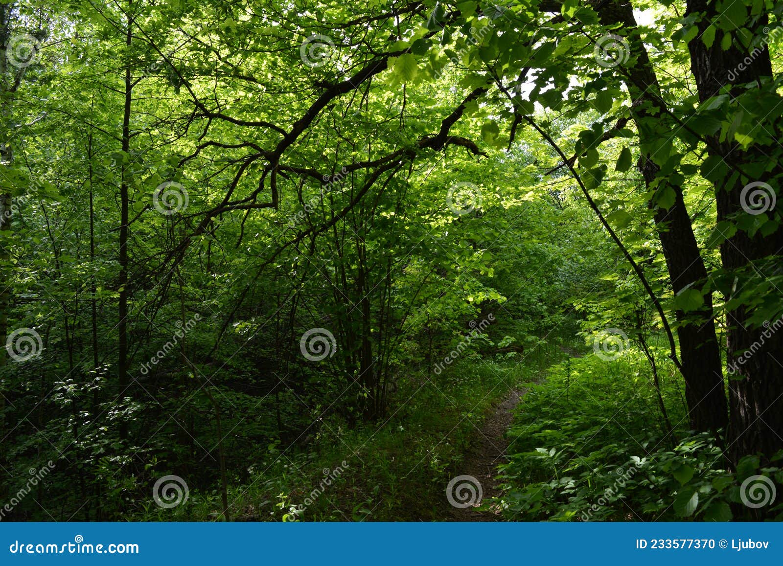 Beautiful Forest Landscape with Pathway among Lush Green Trees and ...
