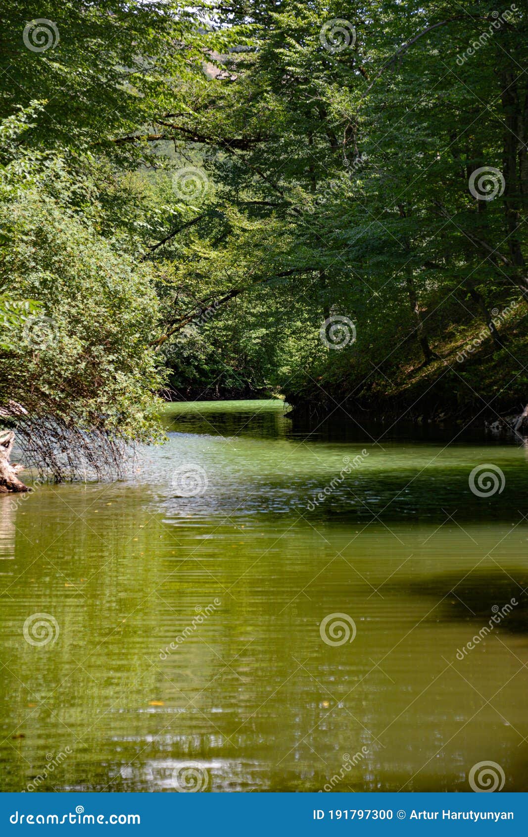 Beautiful Forest Landscape with River Stock Photo - Image of lake ...